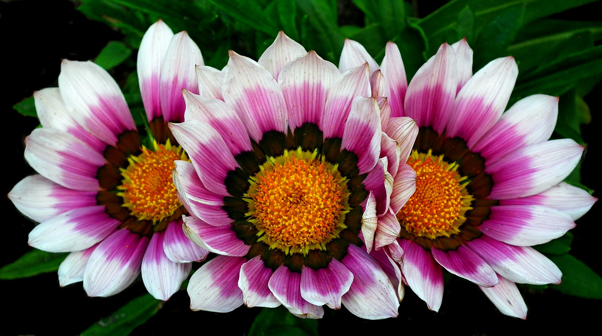 How to Flourish in Business - Zebedee and Sons Fishing Co